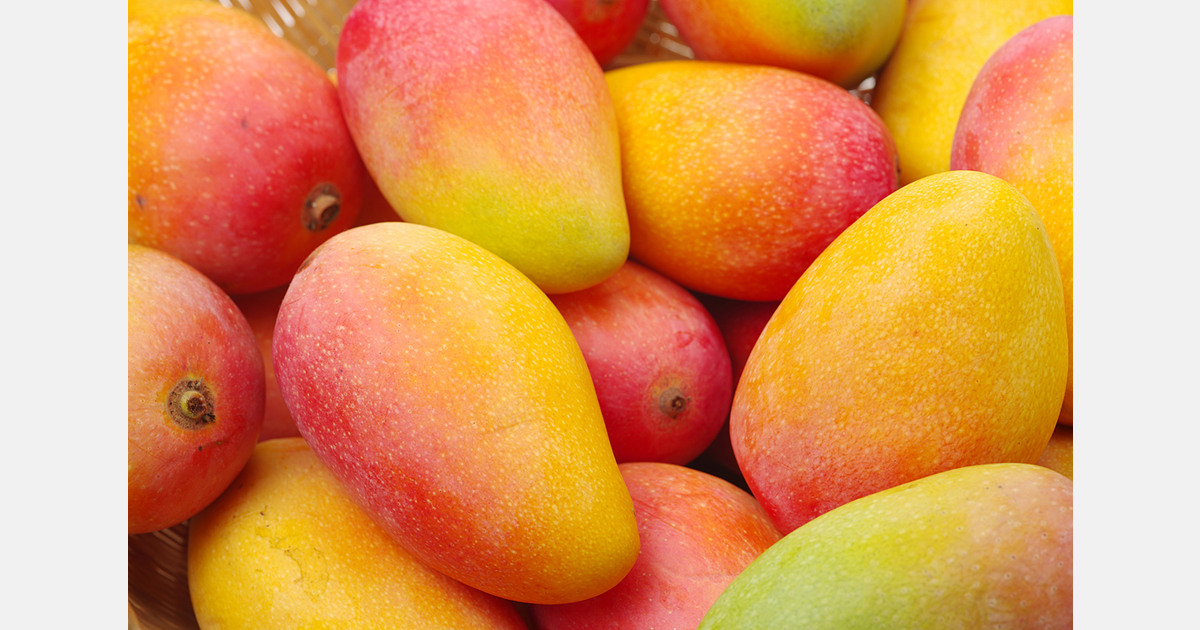 Mango cultivation in Krishnagiri challenged by drought