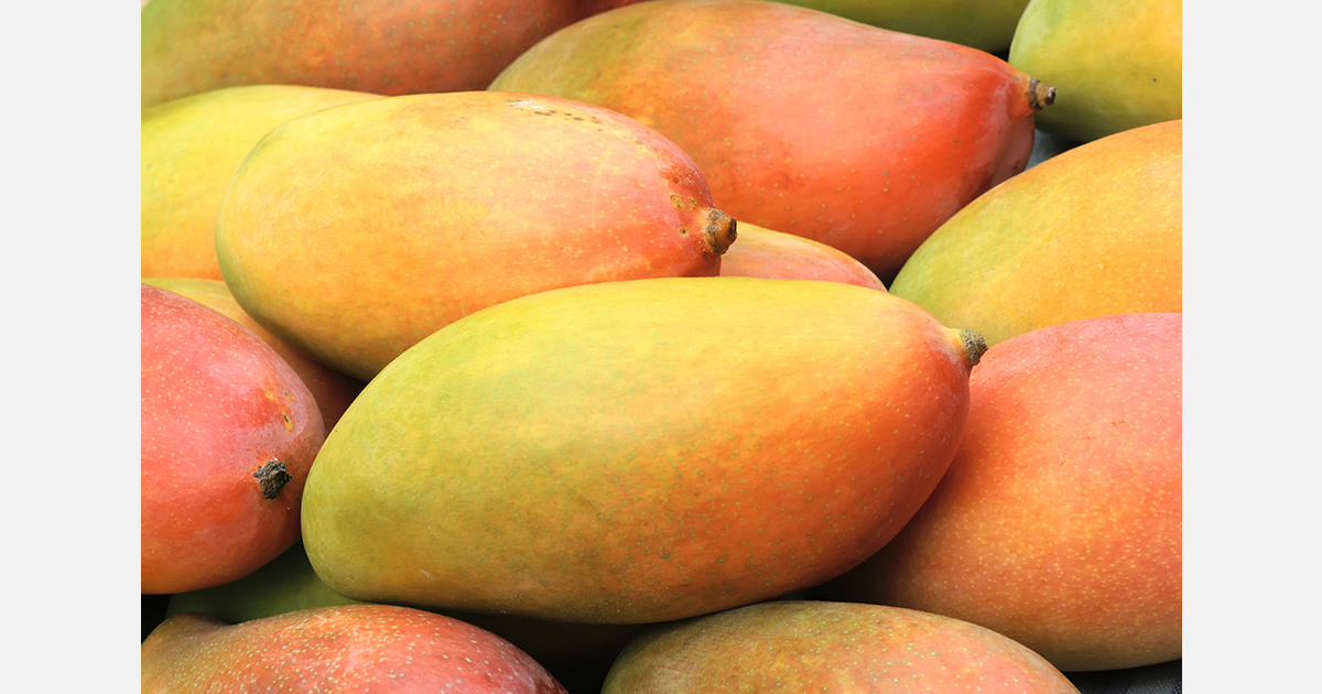 Early harvest underway in Bangladesh's mango hub