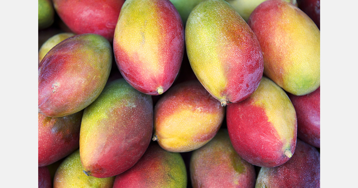 Adverse weather conditions had an impact on Peruvian mango exports in 2023