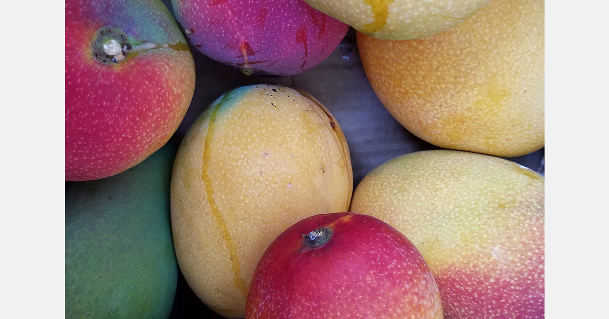 Bangladesh begins 2025 mango exports