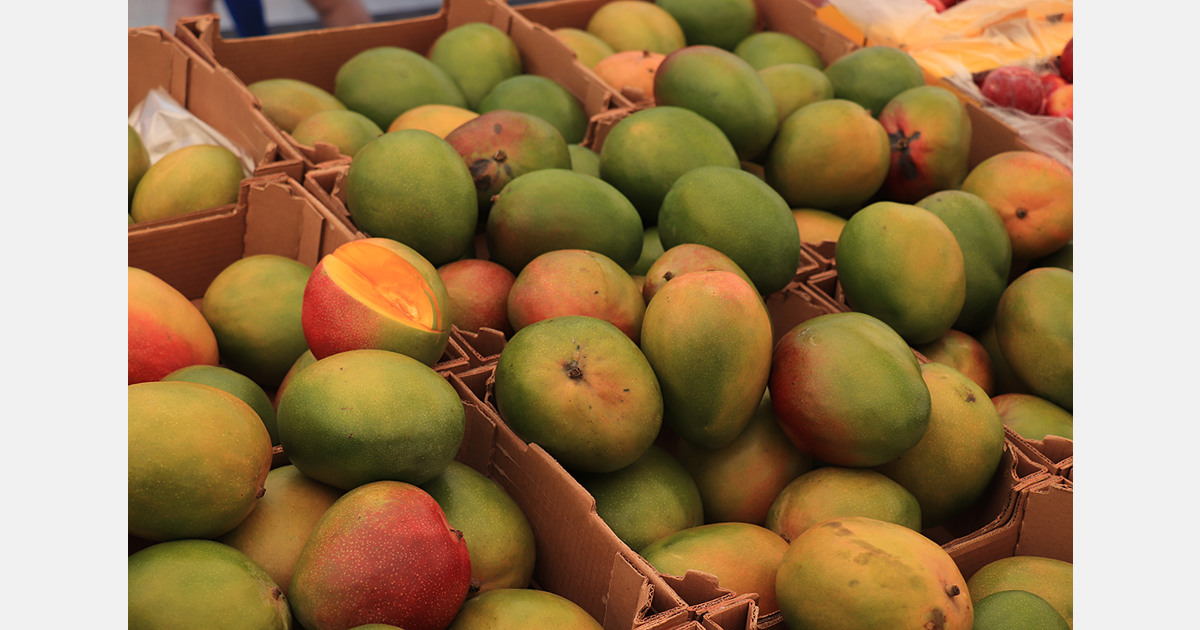 Peruvian mango growers dealing with overproduction crisis as government ...
