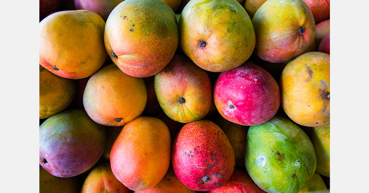 Peruvian mango exports plummeted in the 2023/2024 campaign