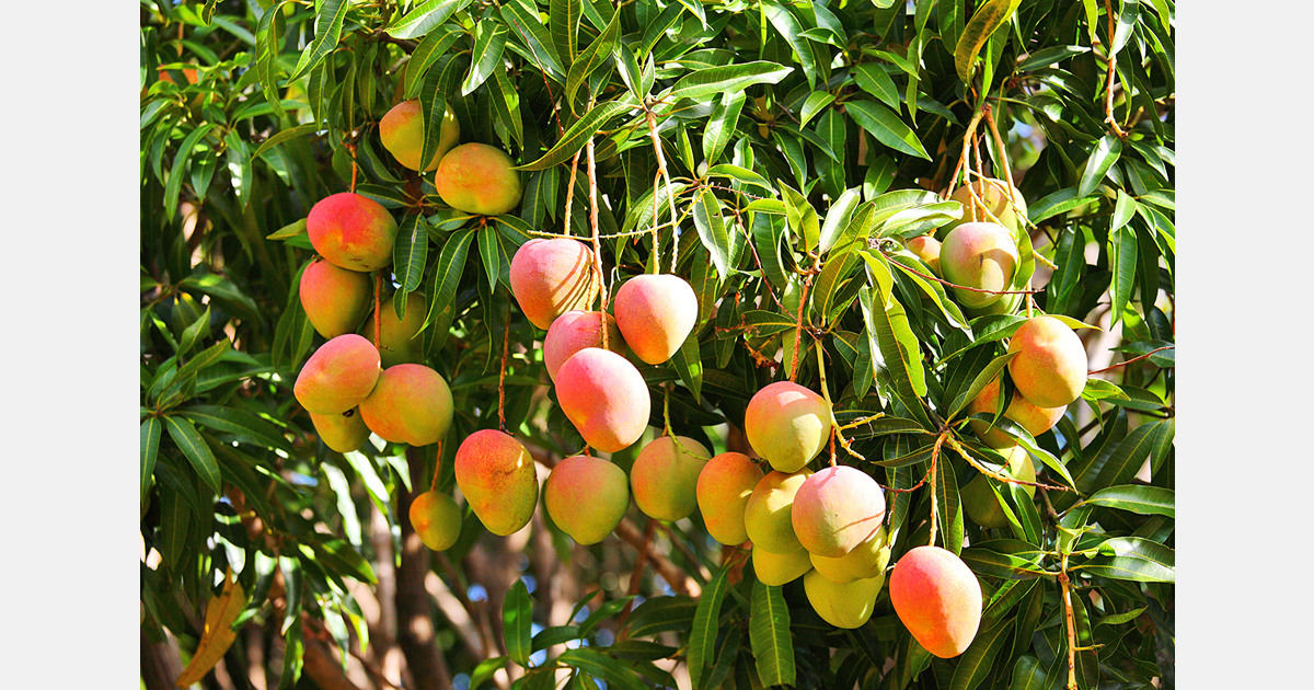 Australia to launch new Ruby Gold mango variety this season
