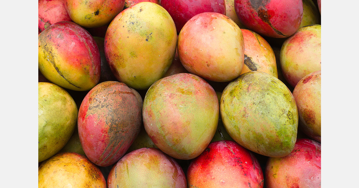 Peruvian mango exports decreased significantly in the 2023/2024 campaign