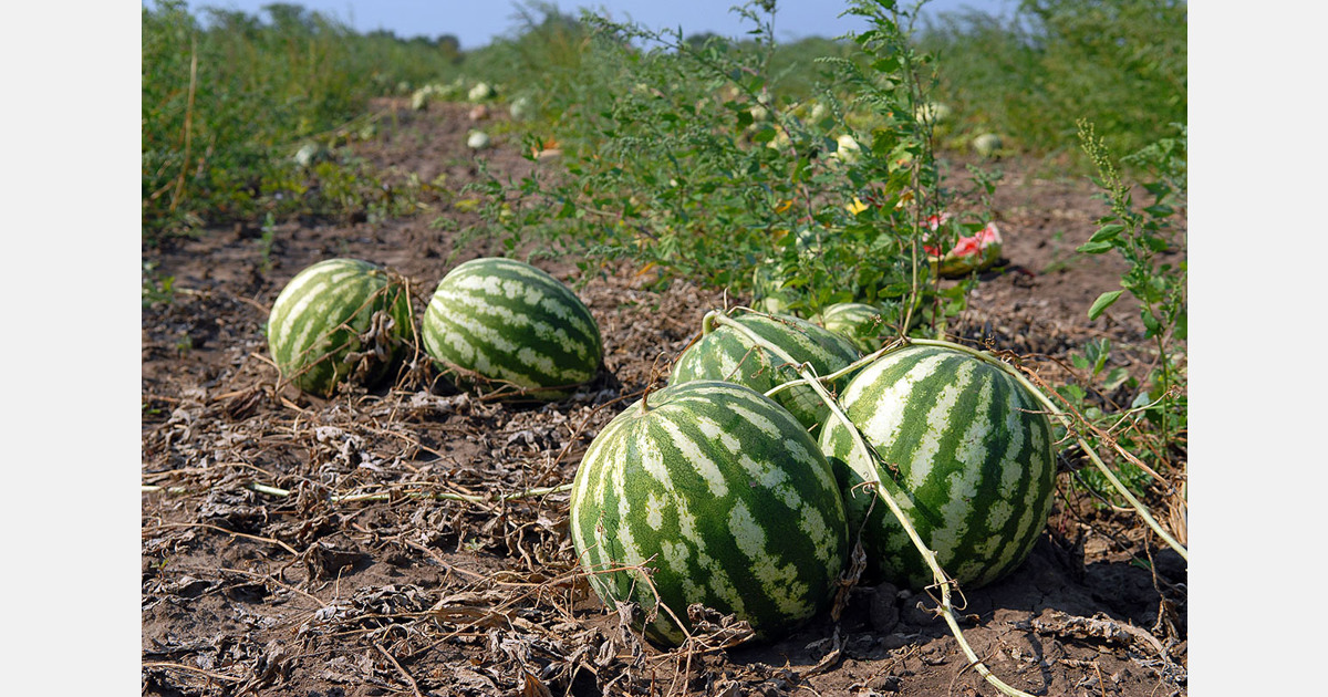 Kherson region, Ukraine: expansions in areas of watermelon and ...