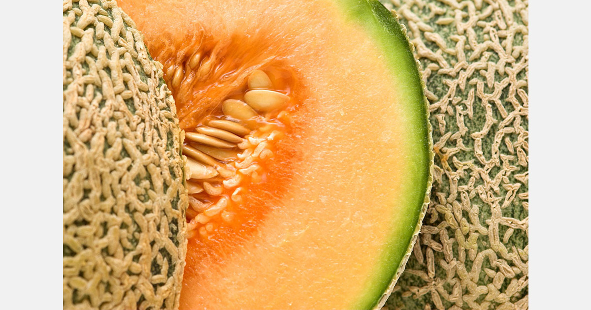 Kazakhstan scientists to develop new melon varieties