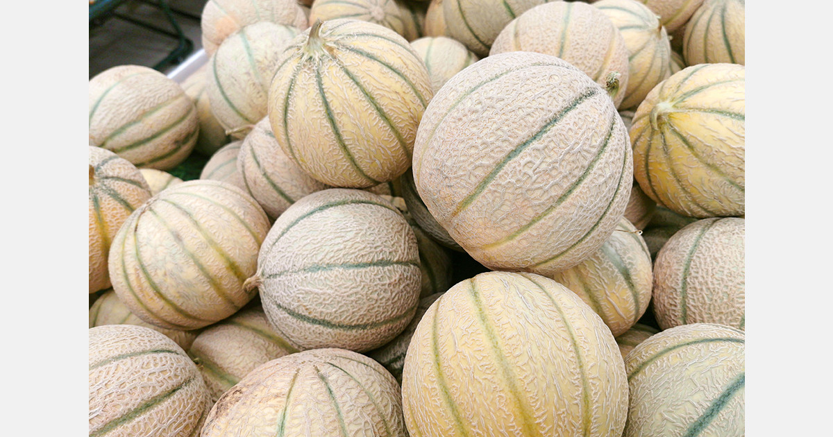 Russia requests suspension of phytosanitary certification for melons from Kazakhstan