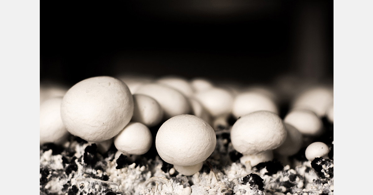Innovation with robotics in mushroom farming