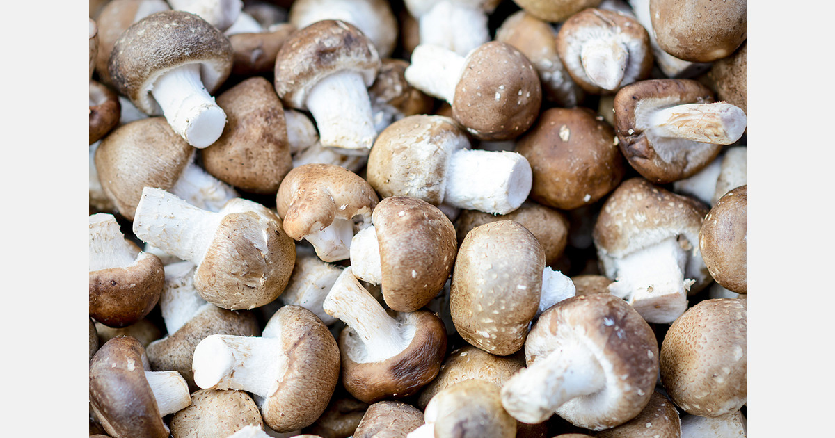 Over 30 tons of mushrooms shipped from Stavropol Krai, Russia, to ...