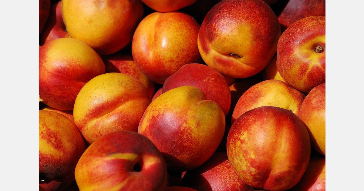 Nectarine farming gains ground in Pakistan