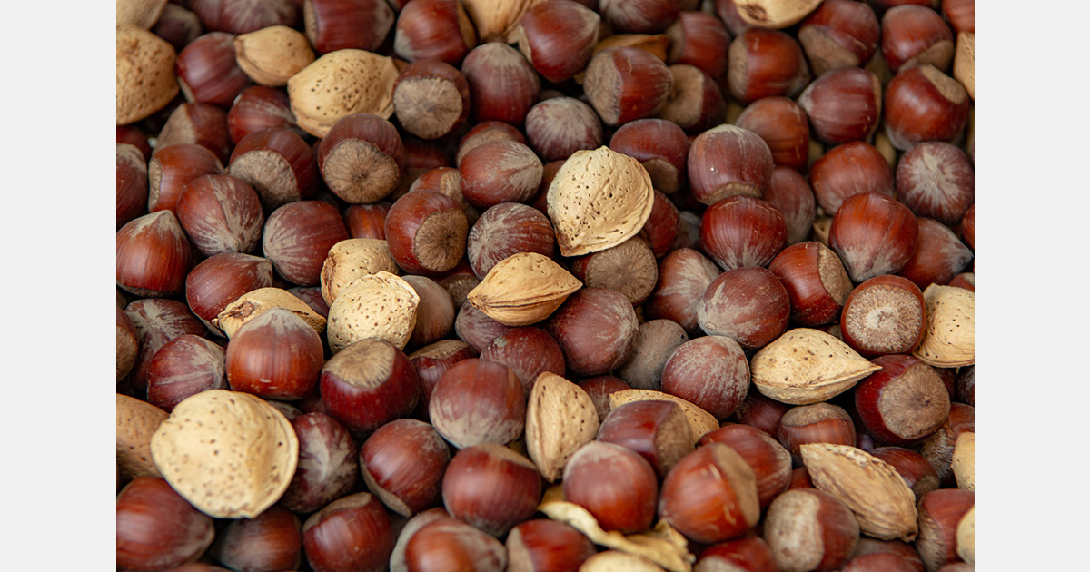 Hazelnut cultivation in Turkey's Giresun region