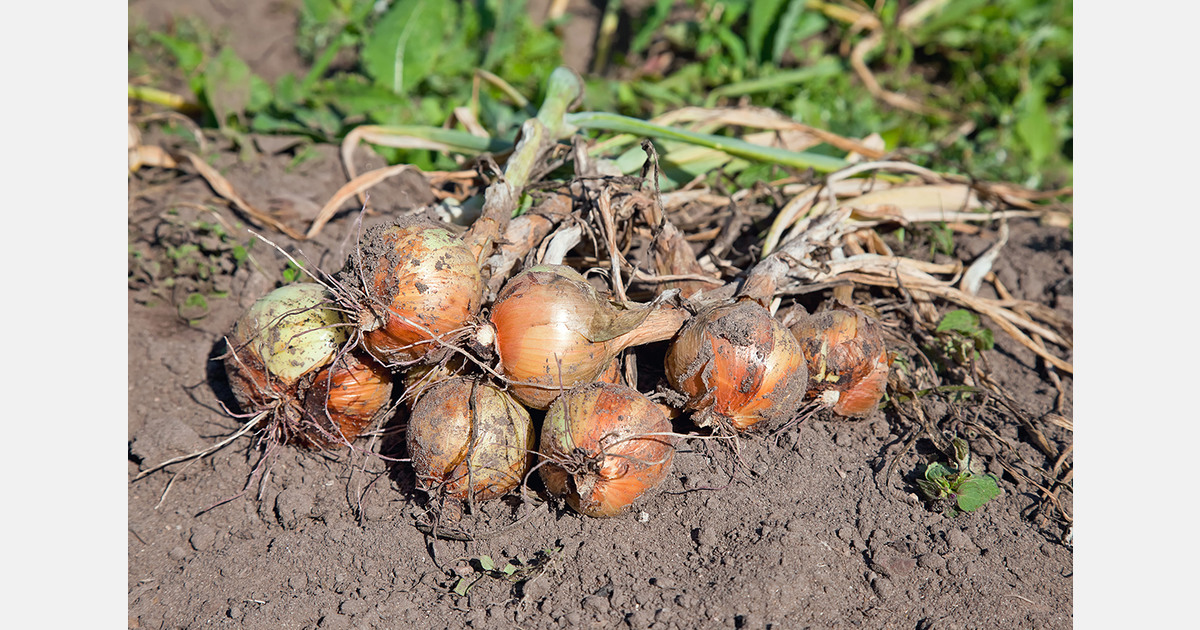 India plans onion support scheme as farmers protest price crash