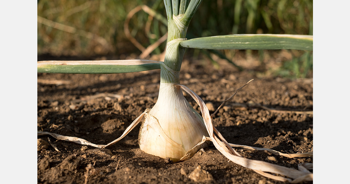 CSIR-SARI-Wa drives efforts to transform Upper West into a leading ...