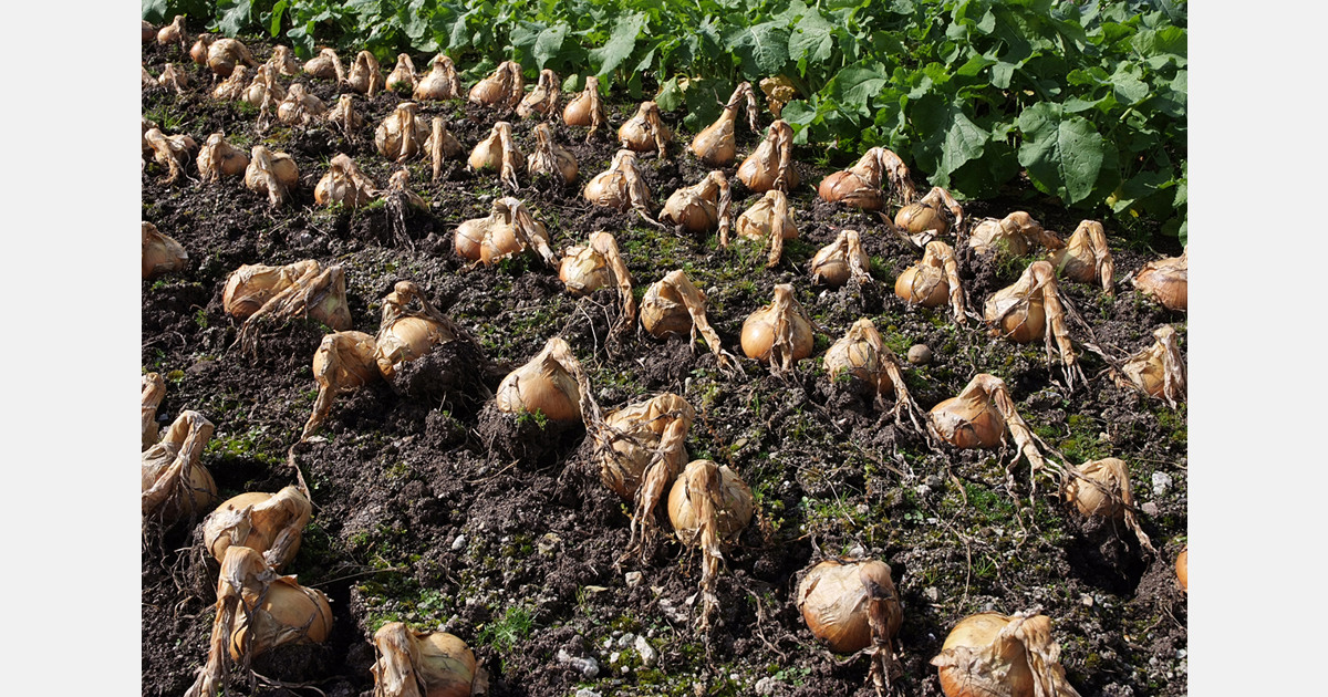 Kazi Talaska leads onions NZ on research and exports