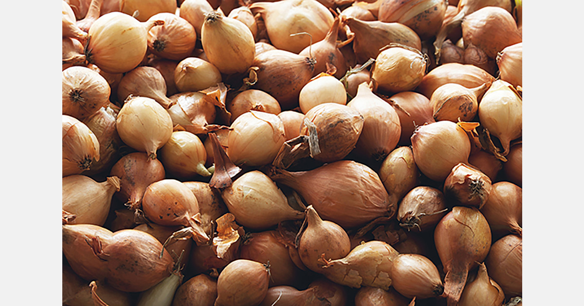 Extreme heat to cause shortage of quality onions in Ukraine