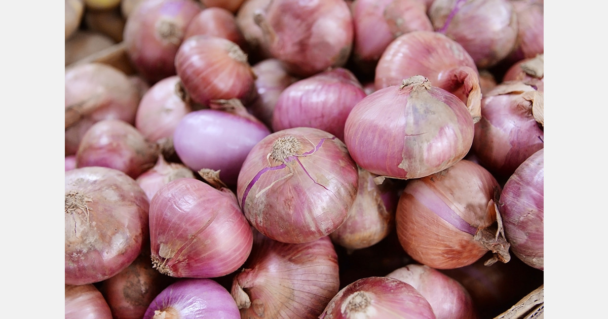 Pakistan onion exports amounted to $210 million In first 10 months of ...