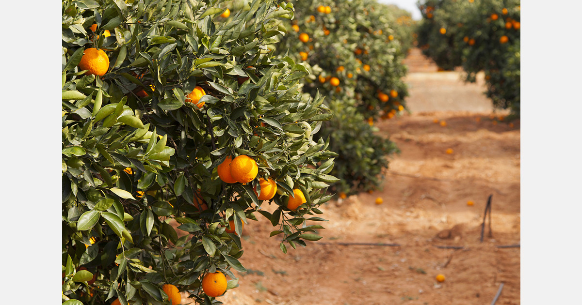 APHIS adds tarped fumigation option for Texas citrus in Mexfly ...