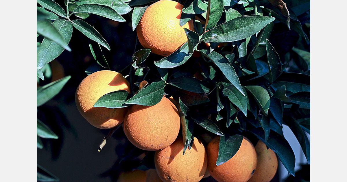 U.S. Citrus Protection Act seeks to ban Chinese imports and protect ...