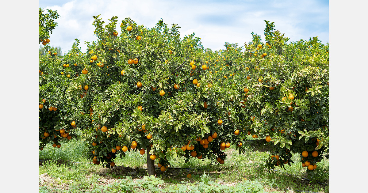 Australia files patent for new citrus greening control method