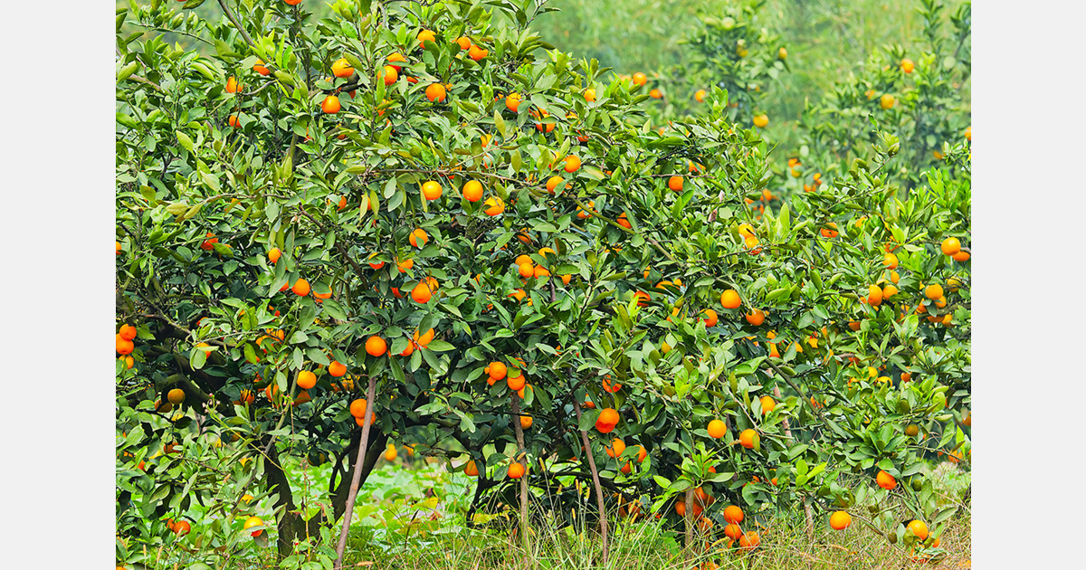 California expands citrus quarantine as HLB threat grows