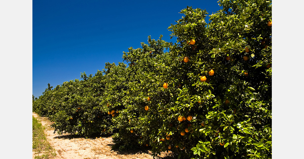 China-Pakistan project targets citrus pest control