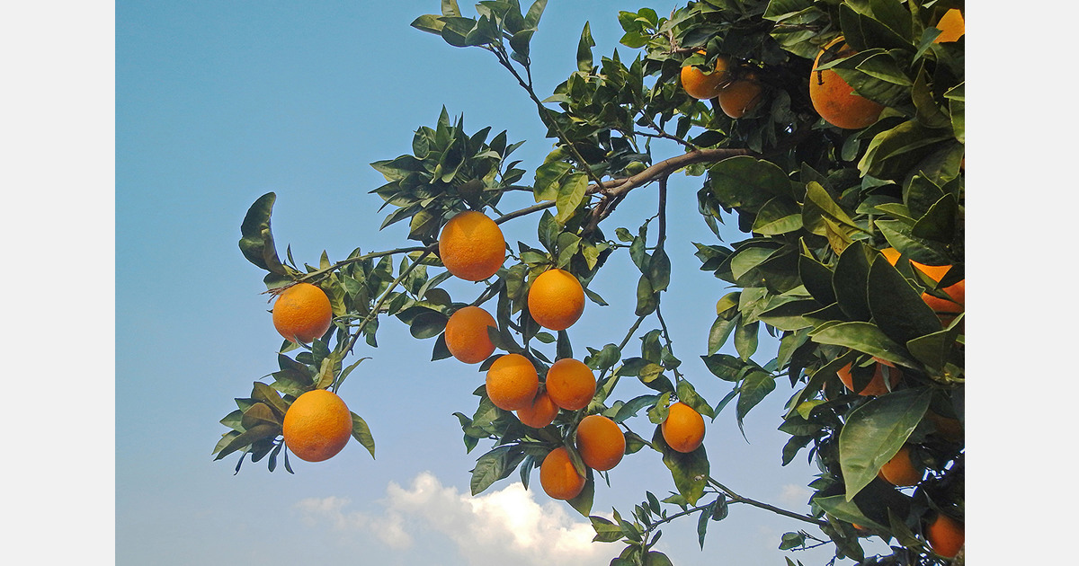 New gene discovery boosts cold tolerance in citrus crops