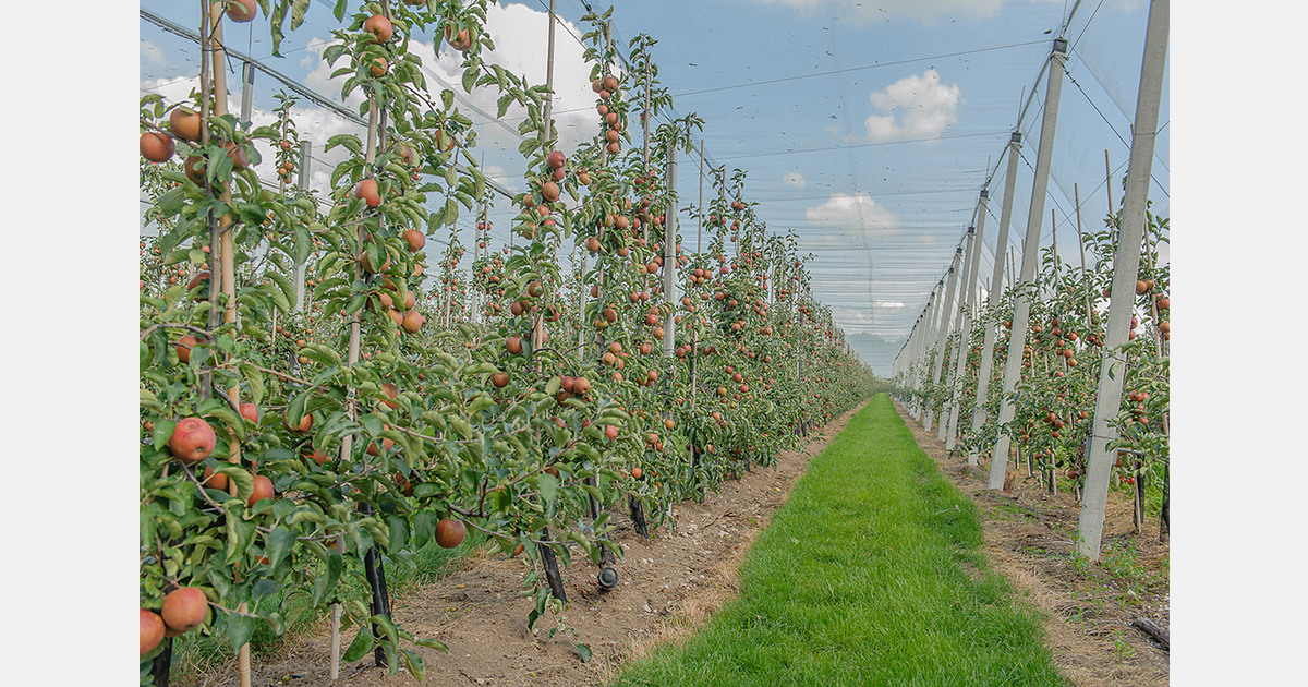 Moldova invests €13.2M in modern orchards and vineyards