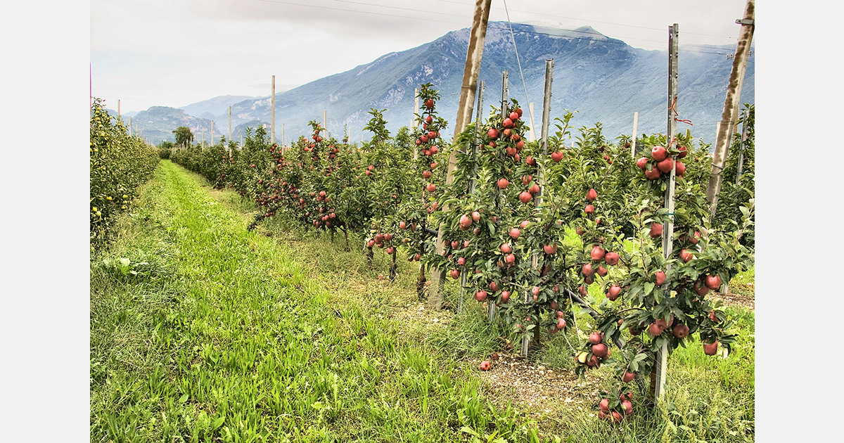 Restoration of organic fruit and berry cultivation in Kyrgyzstan's regions