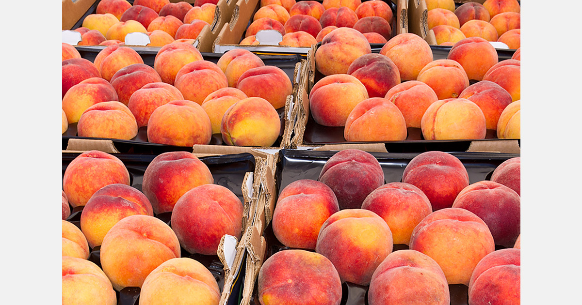 Uzbekistan exported nearly 88,000 tons of peaches in 2025