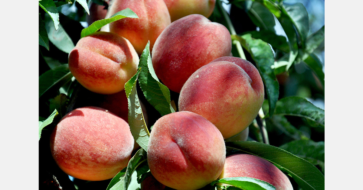 Moonlight Companies recalls California peaches over Listeria risk