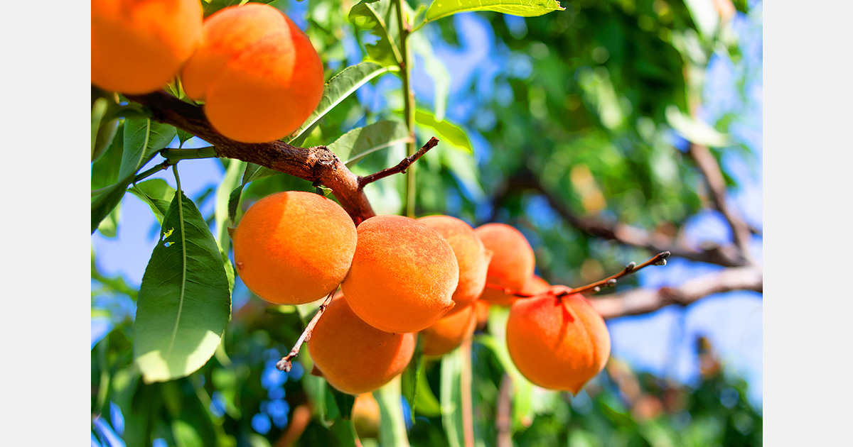 New Zealand peach growers lose Wattie’s contracts