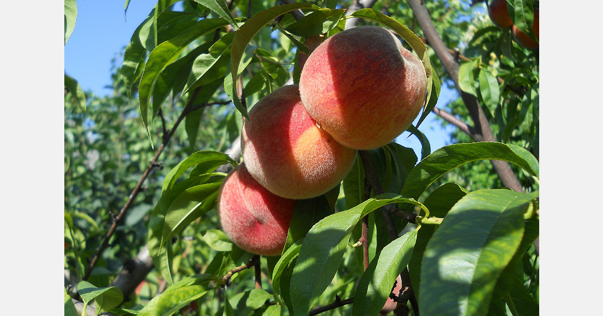 April frost hits fruit crops in Ukrainian Mykolaiv region