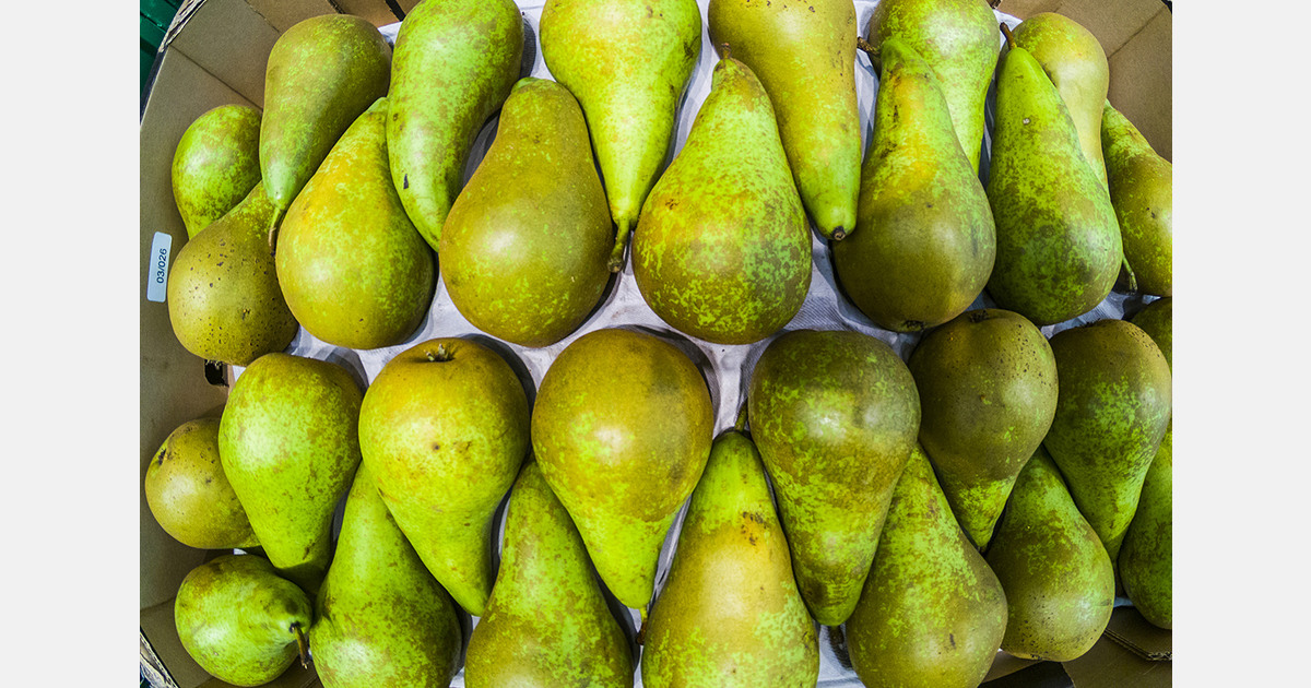 "Pear prices are fairly stable, but farmers always have to worry about ...