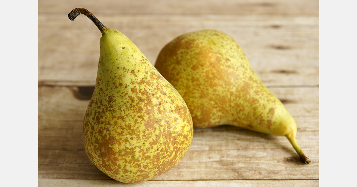 El Bierzo's Conference pear harvest to end with 12.5 million kilos