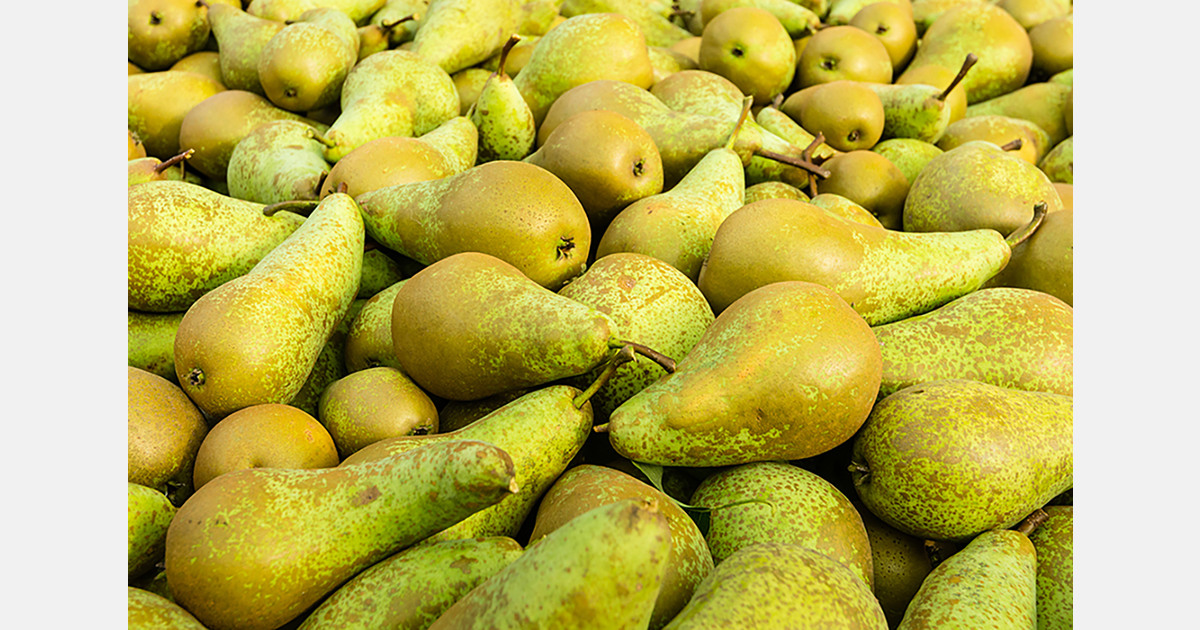 Washington pear growers hit by cannery closure