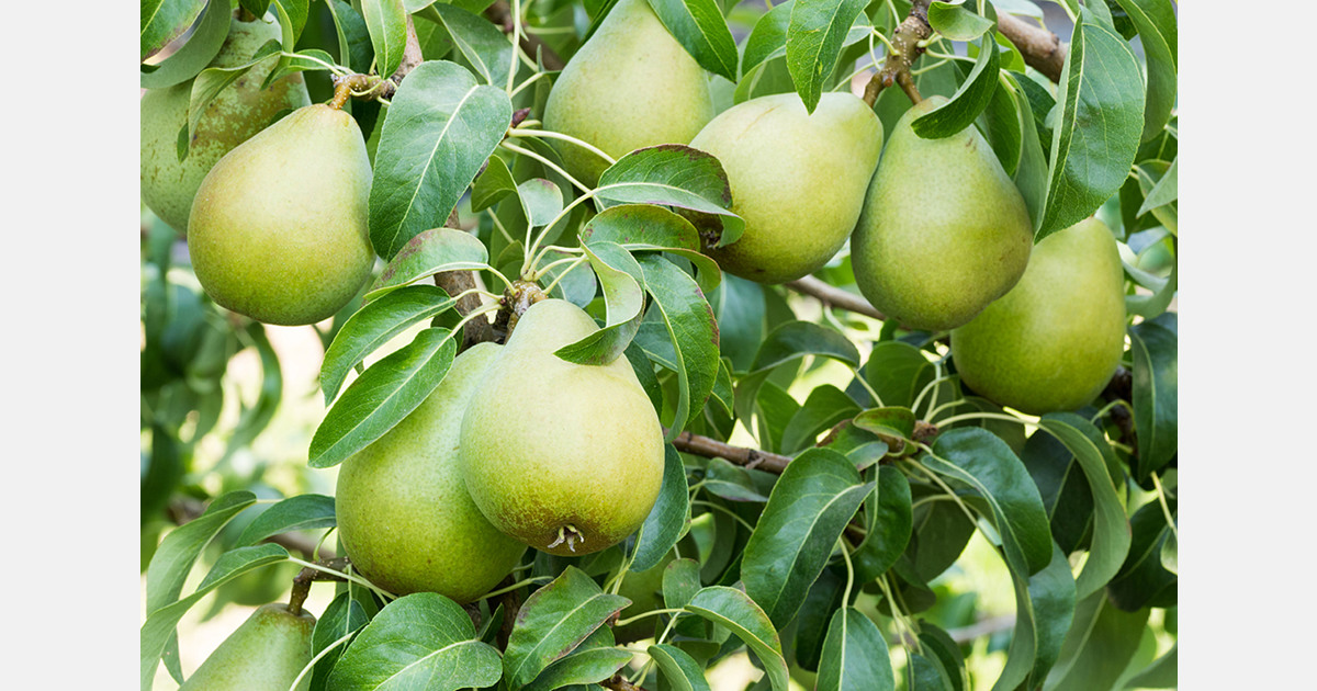 Jammu and Kashmir leads pear production in India