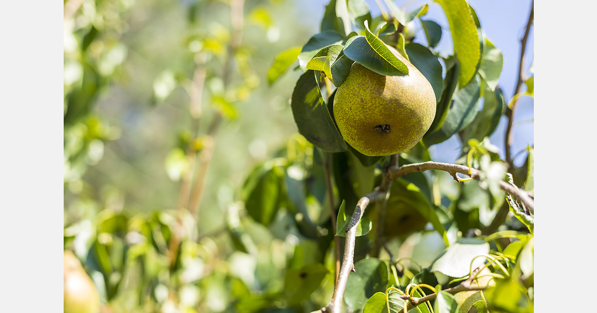 "We hope to get the pear season off to a strong start once the festive ...