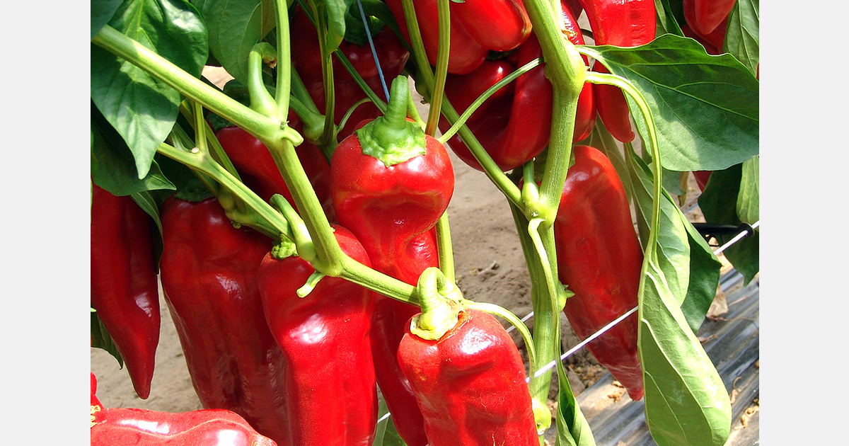Warangal Chapata chilli receives GI tag for unique traits