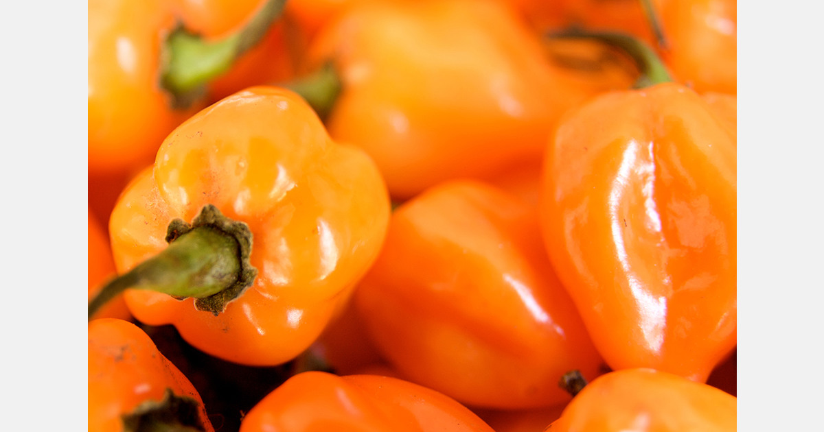Two new Habanero chili varieties launched
