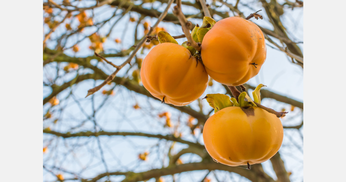 New Zealand persimmon yield up 20%