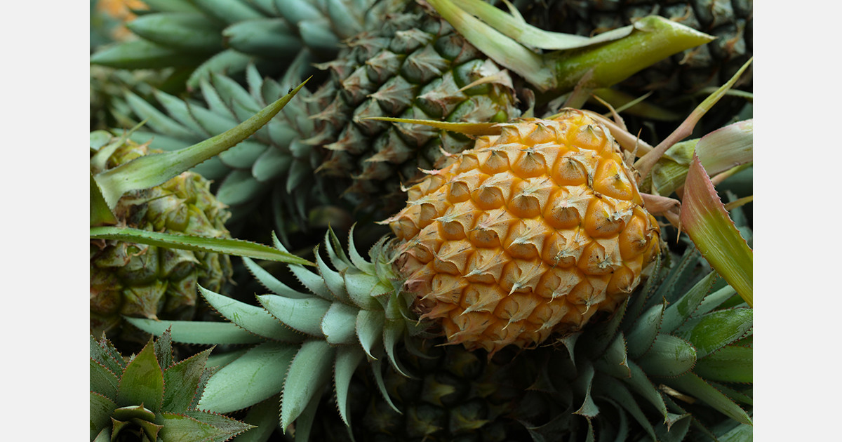 Myanmar seeks exporters for pineapple trade with China under new ...