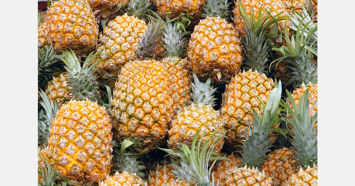 Philippine pineapple exports projected to rise 15.8% in 2024 amid ...