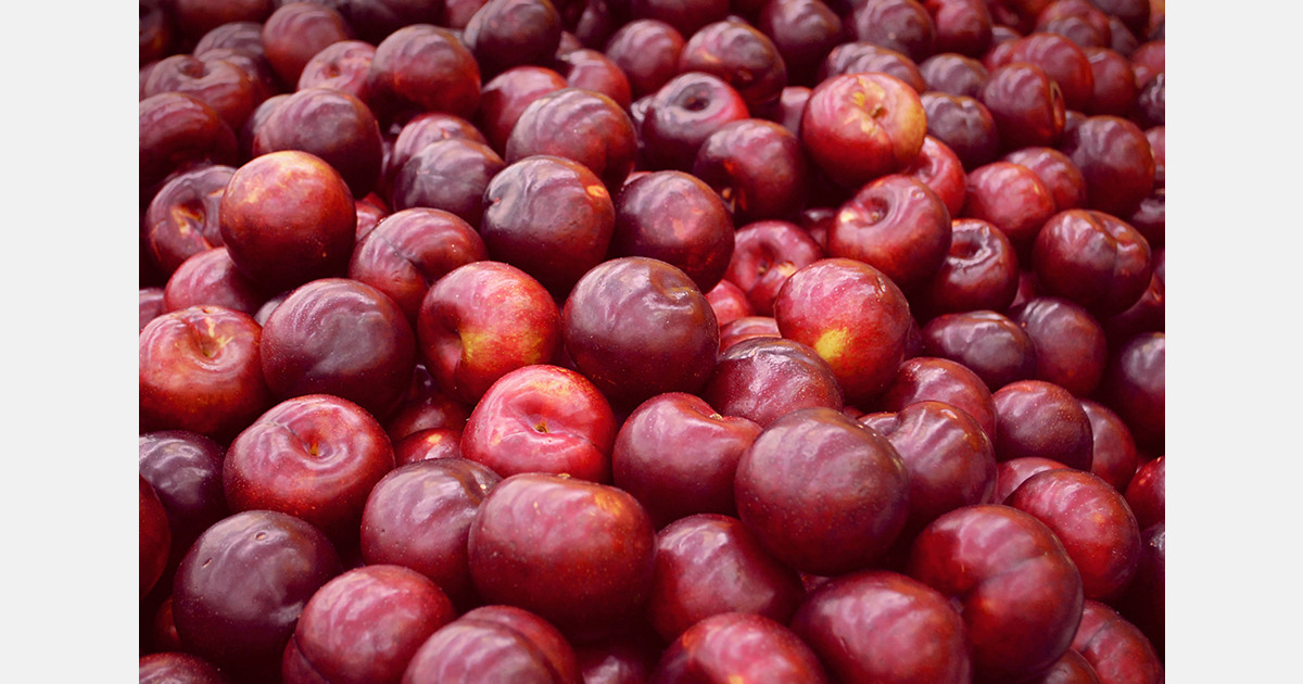 Cold storage cuts plum spoilage, boosts Kashmir prices