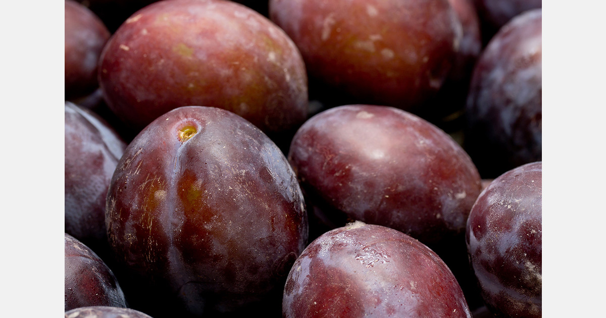 Cold storage boosts cherry and plum sales in Kashmir