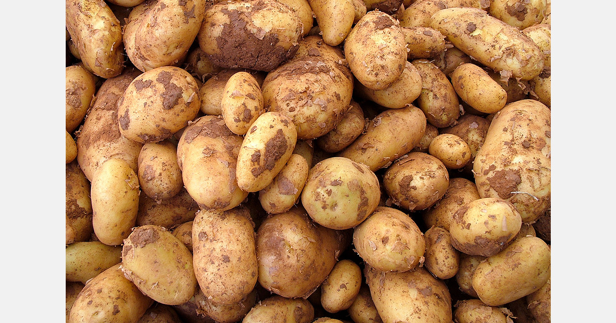Russia plans to boost its potato imports