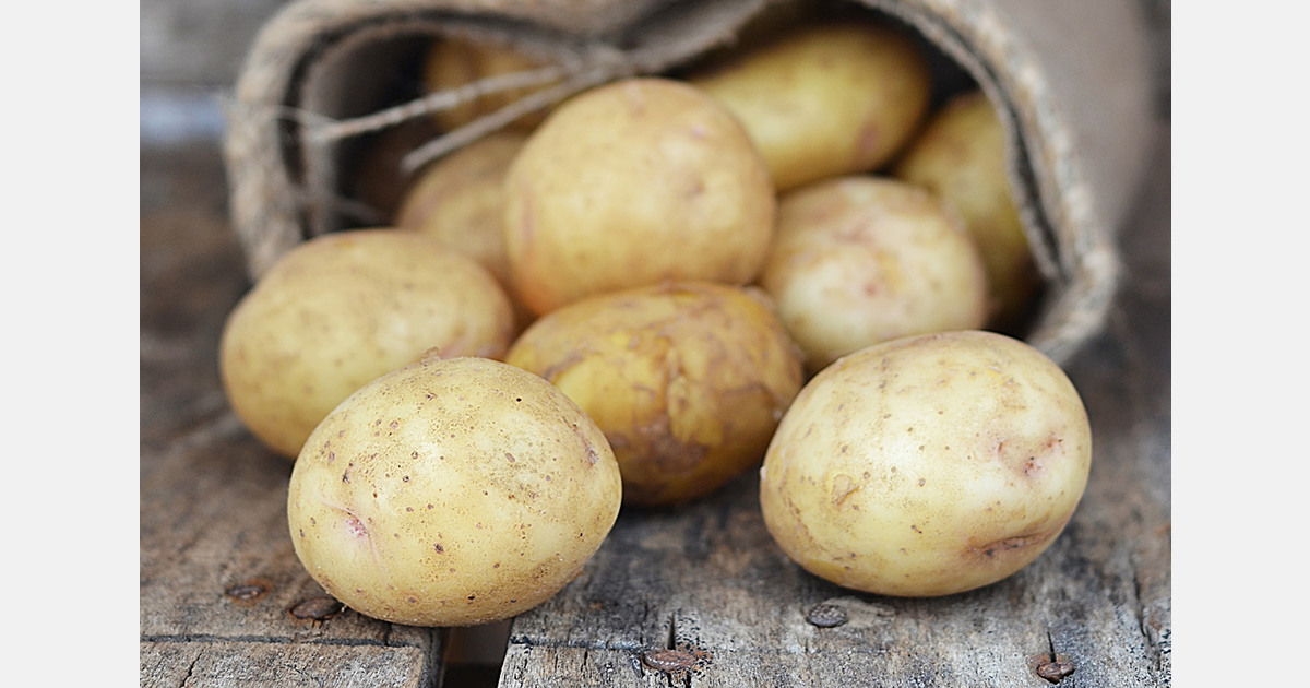 Rwanda addresses Kinigi potato yield decline