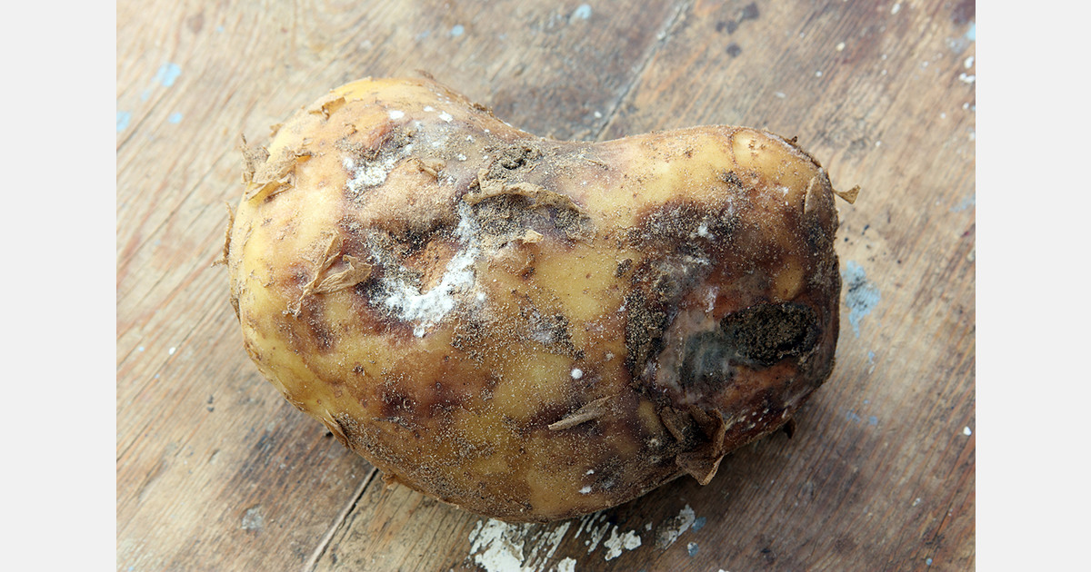 A thousand tons of potatoes from Pavlodar rot at the Uzbekistan border