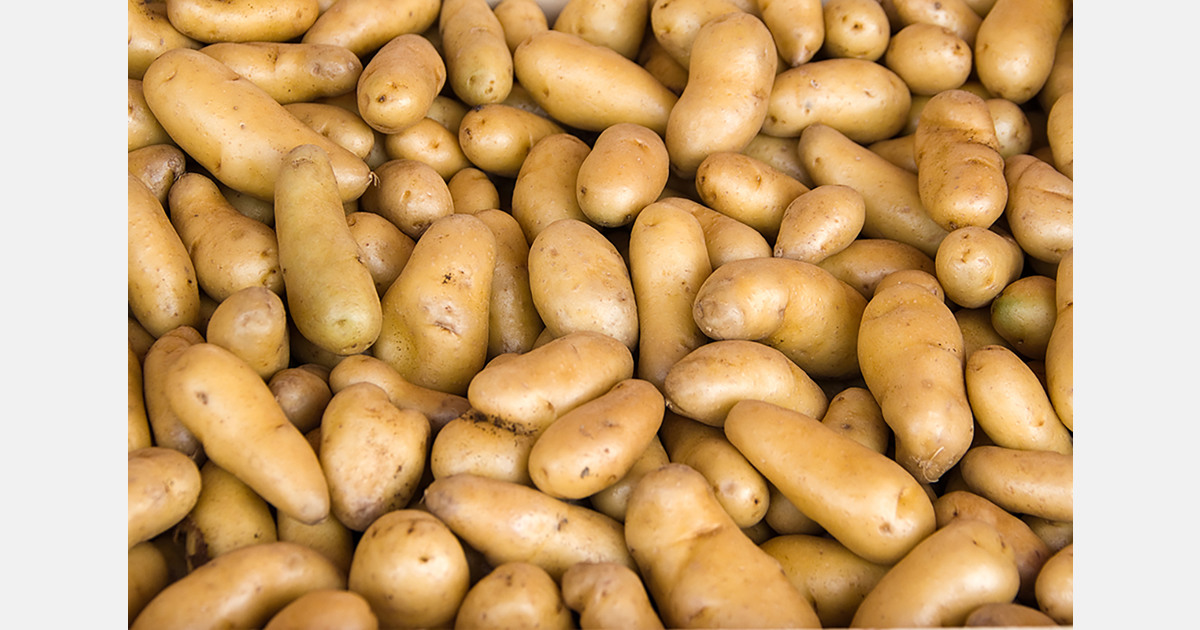 Russia to boost potato imports