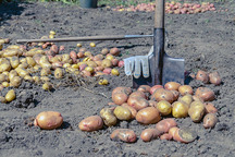 FAOSTAT 2024: Global potato production rises despite shrinking ...