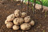 FAOSTAT 2024: Global potato production rises despite shrinking ...